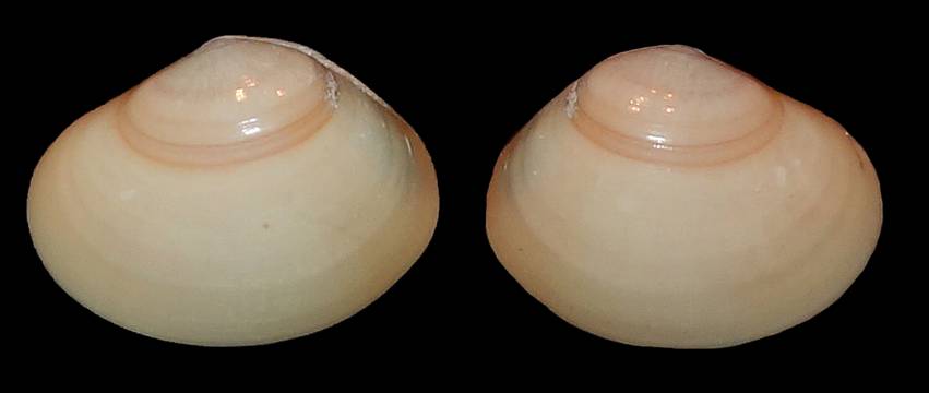 shellauction.net :: Sunetta solanderii - 2627388