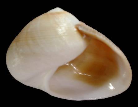 shellauction.net :: Sinum concavum - 2628443