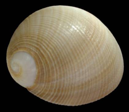 shellauction.net :: Sinum concavum - 2628443