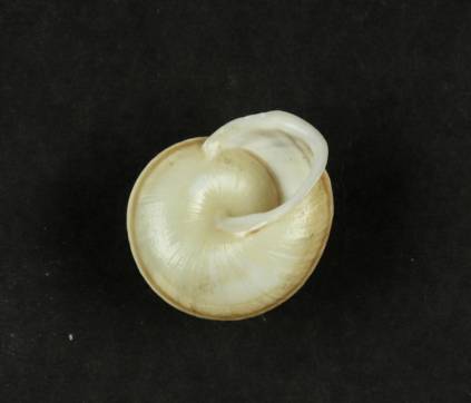 shellauction.net :: Papuina moseleyi - 2631954