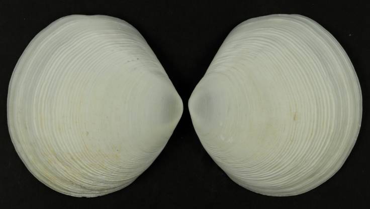 shellauction.net :: Tellina remies - 2639608