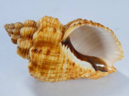 shellauction.net :: Cantharus melanostomus - 2640334