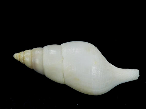 shellauction.net :: Colus gracilis - 2640346