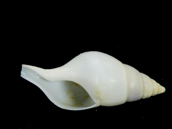 shellauction.net :: Colus gracilis - 2640346