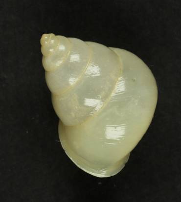 shellauction.net :: Papuina adonis - 2644984