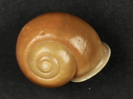 shellauction.net :: Chloritis species fausta or lepidophora - 2645825