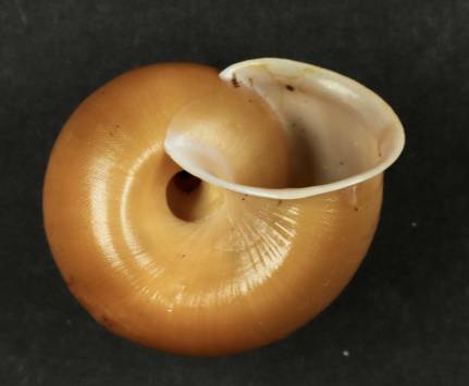 shellauction.net :: Chloritis species fausta or lepidophora - 2645825