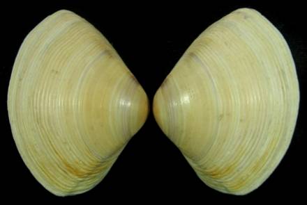 shellauction.net :: Mactra contraria - 2646867