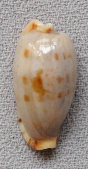 shellauction.net :: Notadusta rabaulensis - 2648210