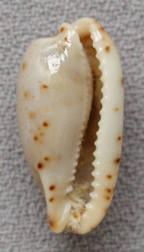 shellauction.net :: Notadusta rabaulensis - 2648210