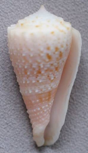 shellauction.net :: Conus otohimeae f. rogmartini - 2648957