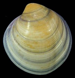 shellauction.net :: Cyclina sinensis - 2649992