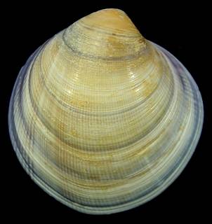 shellauction.net :: Cyclina sinensis - 2649992