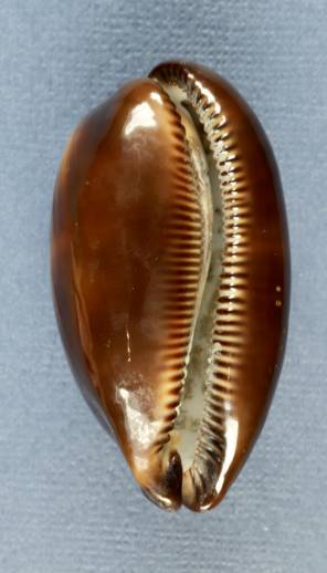 shellauction.net :: Cypraea talpa - 2650330