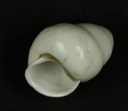 shellauction.net :: Helicostyla viridostriata - 2650626