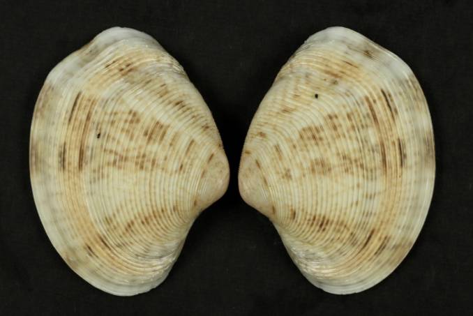 shellauction.net :: Protapes gallus - 2650723