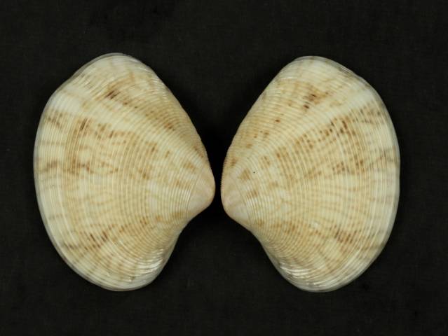 shellauction.net :: Protapes gallus - 2650724