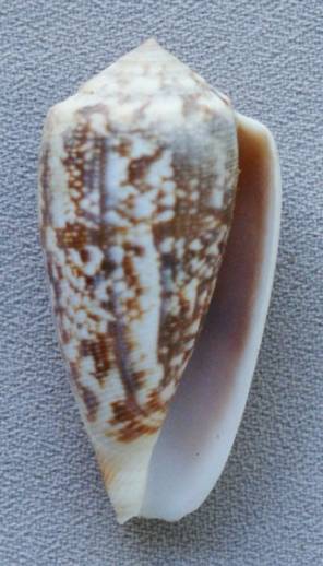 shellauction.net :: Conus victoriae - 2665380