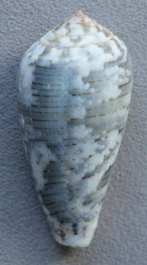 shellauction.net :: Conus monachus f. barbara - 2665466