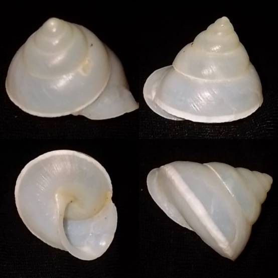 shellauction.net :: Papuina stevensi - 2666590