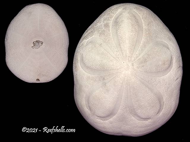 shellauction.net :: Clypeaster sp. - 2668082