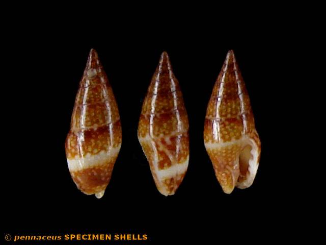 shellauction.net :: Mitrella inesitae - 2670796