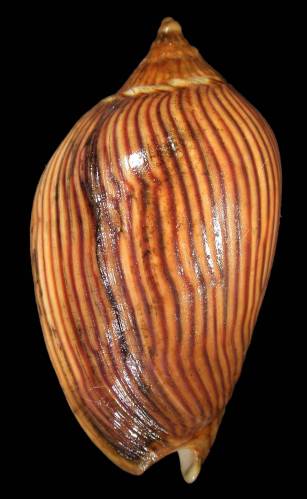 shellauction.net :: Amoria zebra - 2671091