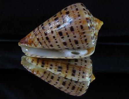 shellauction.net :: Conus genuanus - 2675285