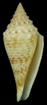 shellauction.net :: Conus orbignyi elokismenos - 2683477