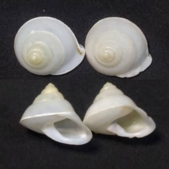 shellauction.net :: Papuina stevensi - 2686056