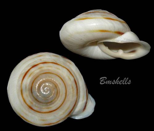 shellauction.net :: Obba moricandi - 2695831