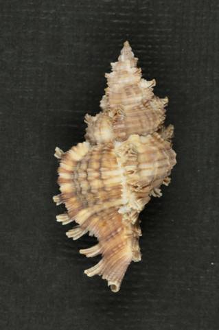 shellauction.net :: Chicoreus strigatus - 2696914