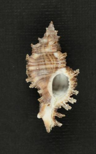 shellauction.net :: Chicoreus strigatus - 2696914