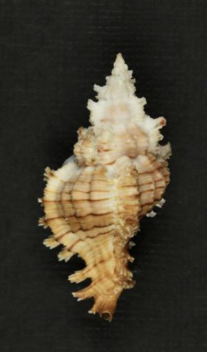 shellauction.net :: Chicoreus strigatus - 2696916