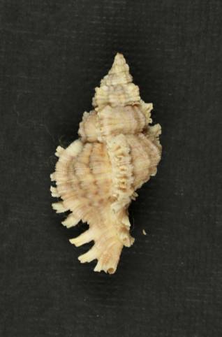 shellauction.net :: Chicoreus strigatus - 2696921