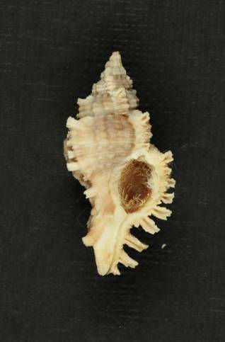 shellauction.net :: Chicoreus strigatus - 2696921