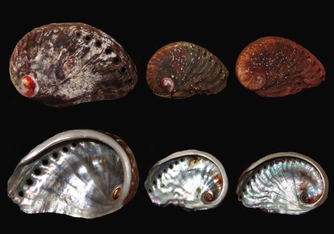 shellauction.net :: Haliotis spadicea assorted - 2698404