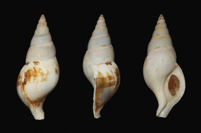 shellauction.net :: Colus gracilis - 2699381