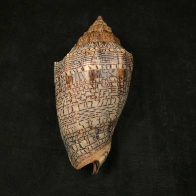 shellauction.net :: Voluta ebraea - 2700395