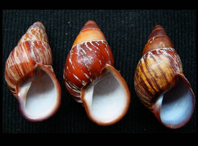 shellauction.net :: Chrysallis caniceps demesai - 2700462