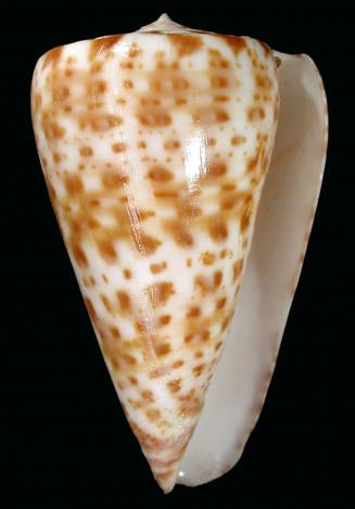 shellauction.net :: Conus pulcher f. papilionaceus - 2701985
