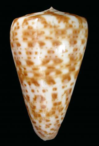 shellauction.net :: Conus pulcher f. papilionaceus - 2701985