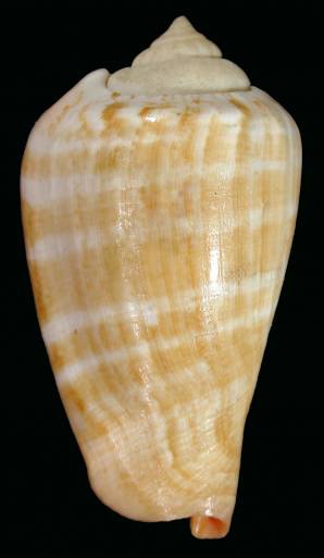 shellauction.net :: Conomurex luhuanus - 2703400