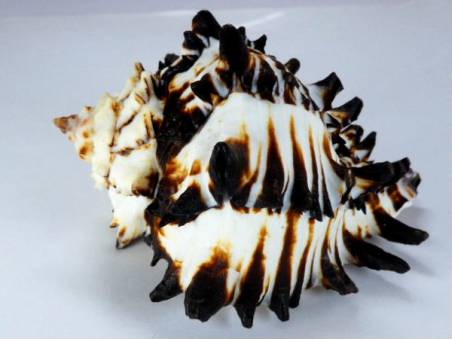 shellauction.net :: Hexaplex nigritus - 2711953