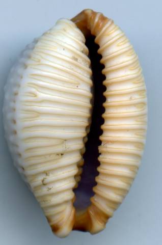 shellauction.net :: Staphylaea staphylaea nolani - 2712537