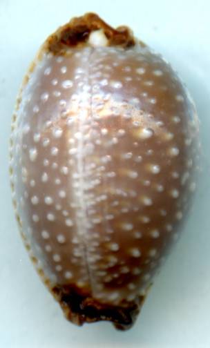 shellauction.net :: Staphylaea staphylaea nolani - 2712537