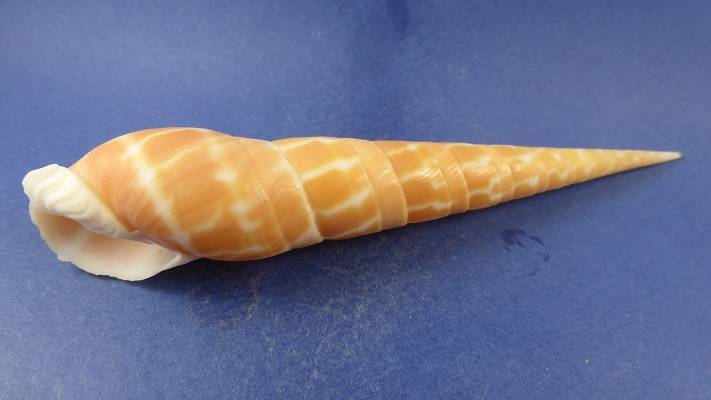 shellauction.net :: Terebra dimidiata - 2715390