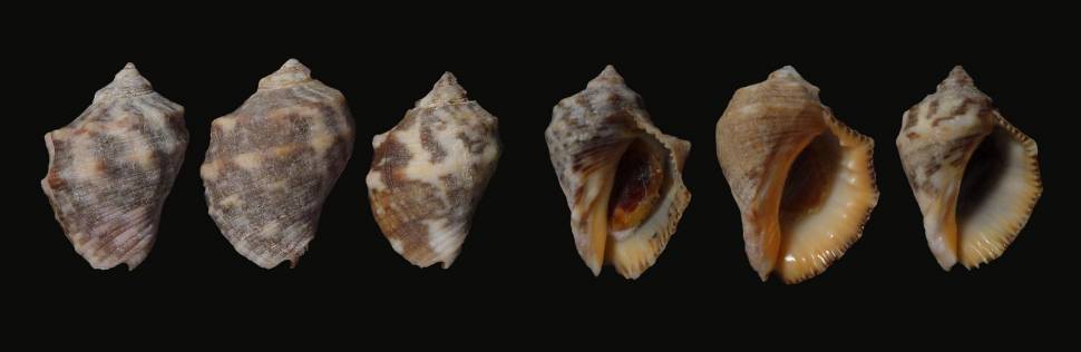 shellauction.net :: Stramonita biserialis assorted - 2717485