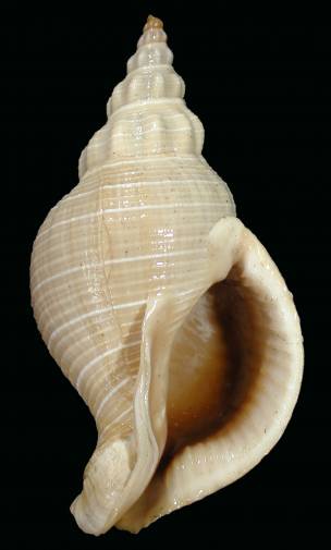 shellauction.net :: Siphonalia trochulus tokaiensis - 2719032