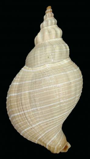 shellauction.net :: Siphonalia trochulus tokaiensis - 2719032